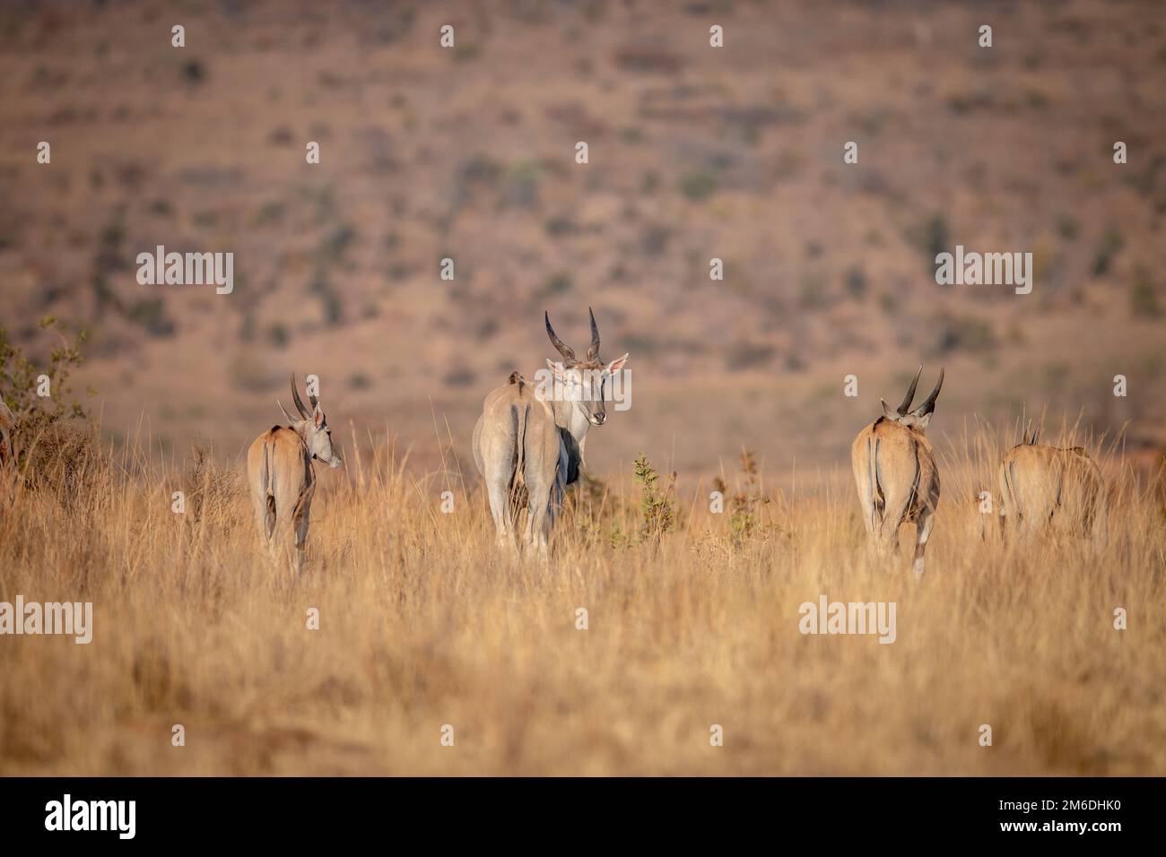 Eland in safari park hi-res stock photography and images - Alamy