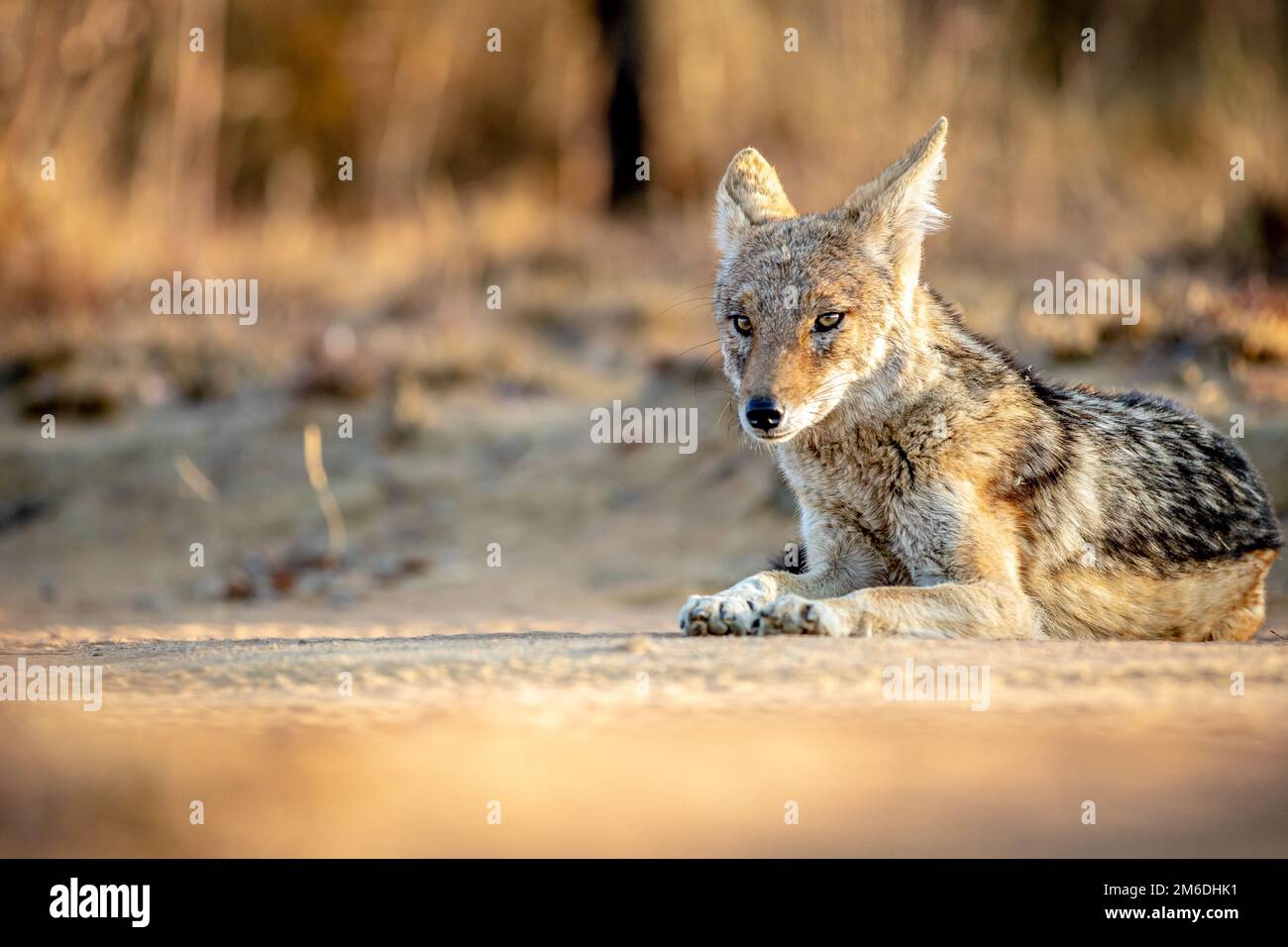 Black-backed jackal laying in the sand Stock Photo - Alamy
