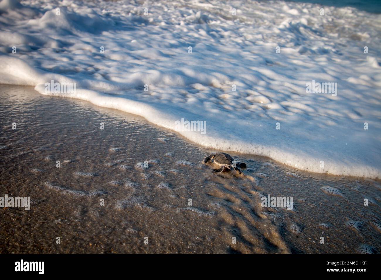 Green sea turtle hatchling on the beach Stock Photo - Alamy