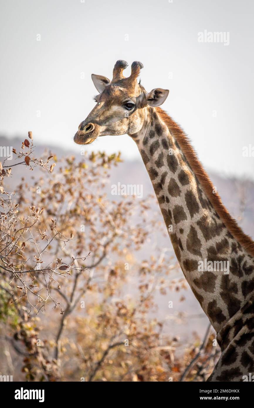 Side profile of a Giraffe in Africa Stock Photo - Alamy