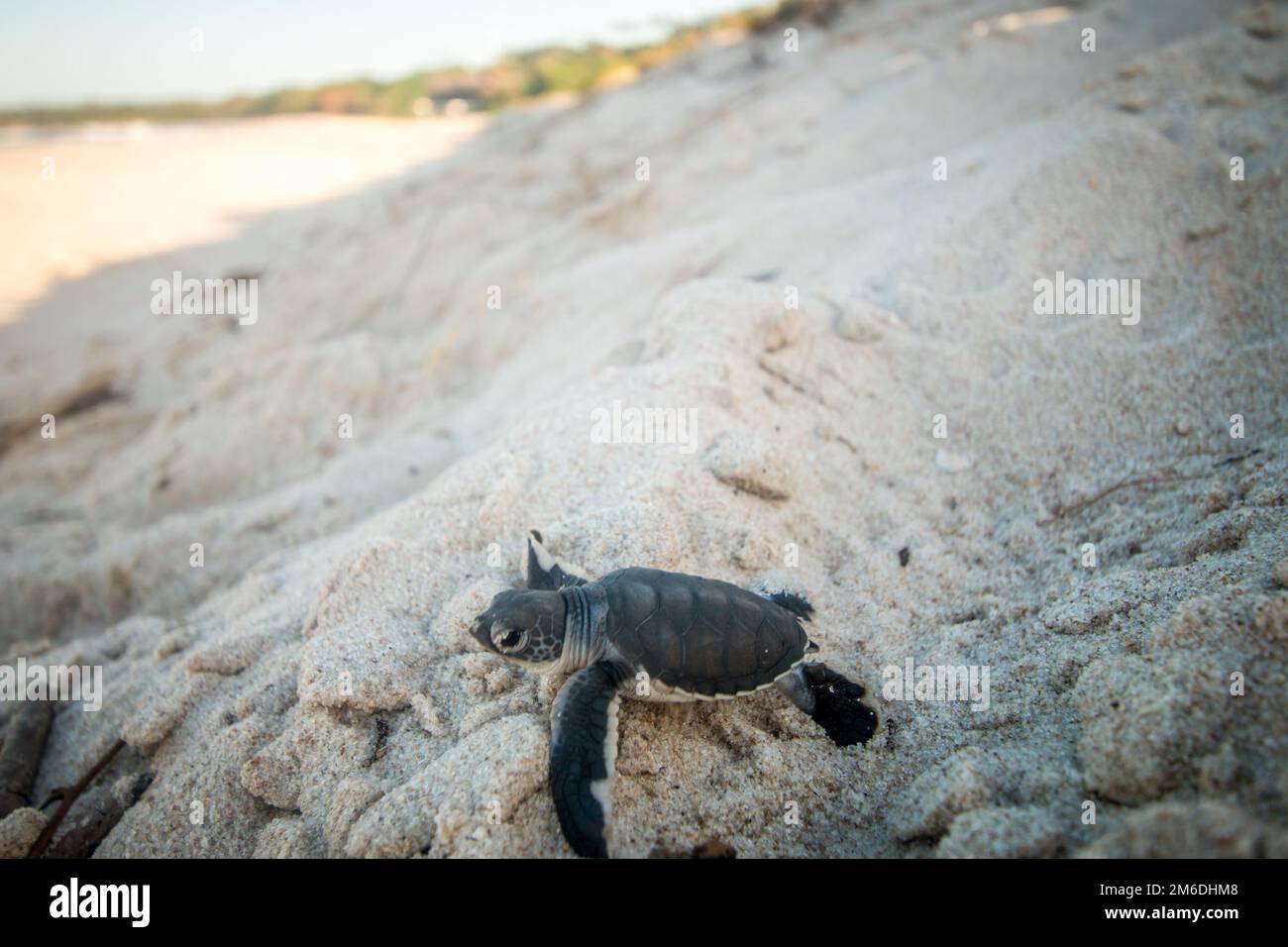 Baby sea turtle hatching hi-res stock photography and images - Alamy