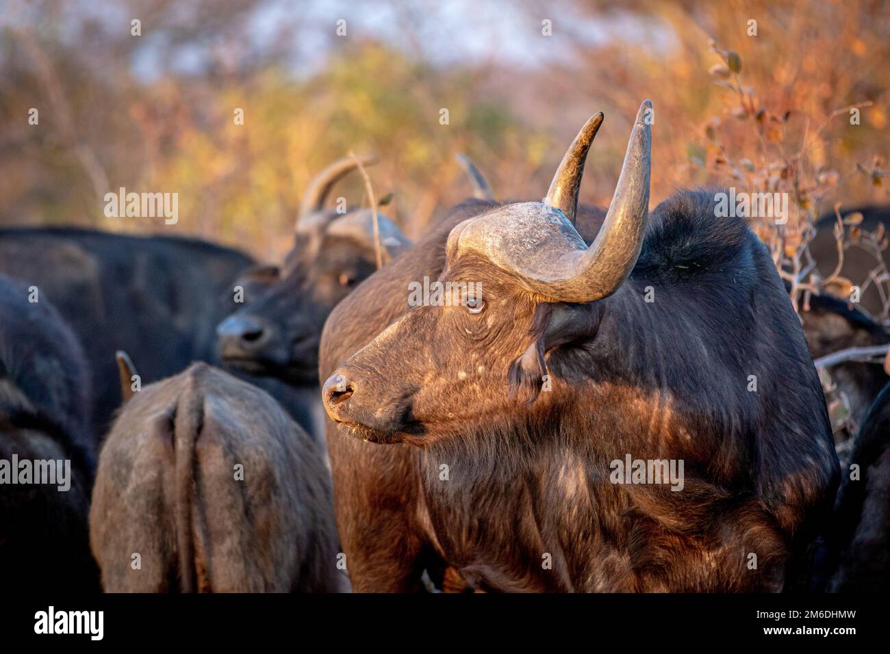 Cape buffalo bull side hi-res stock photography and images - Alamy