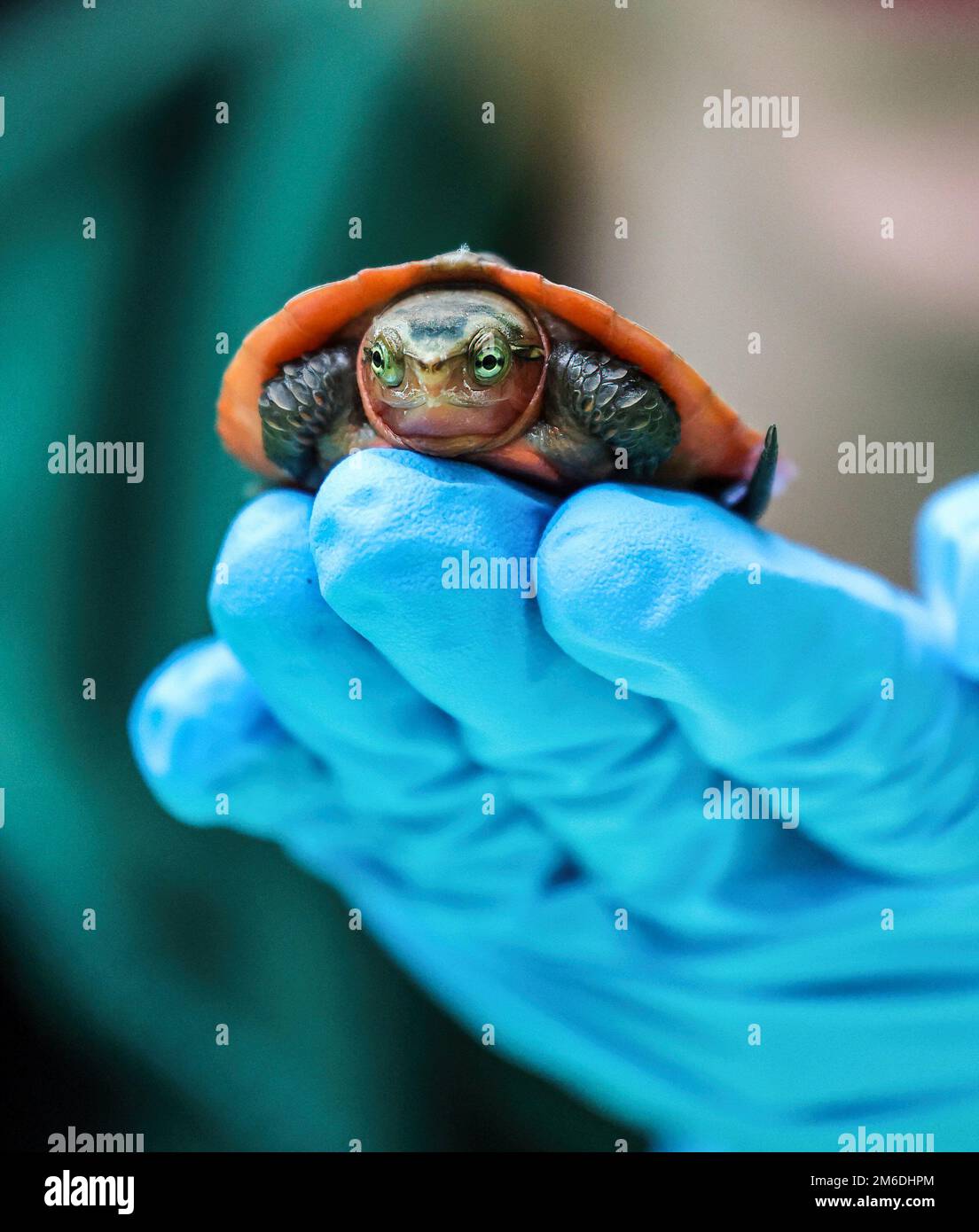Big headed turtle hi-res stock photography and images - Alamy