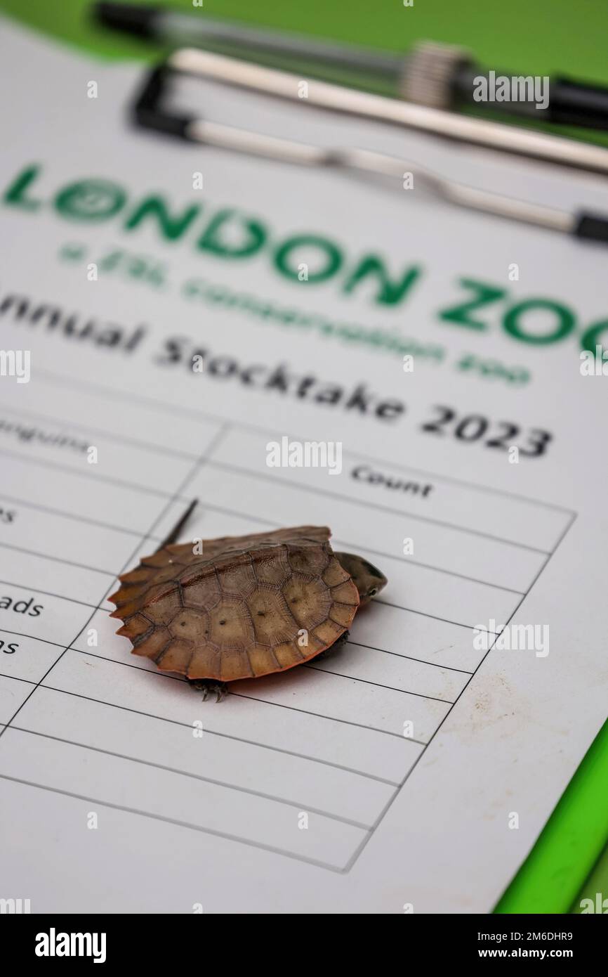 At london zoo the turtle hi-res stock photography and images - Alamy