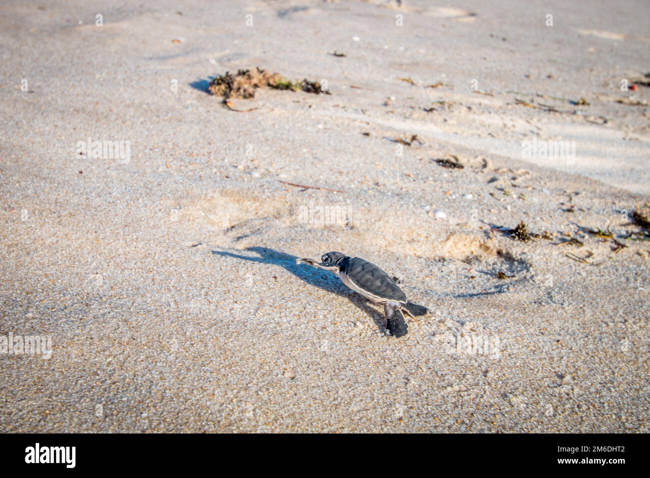 Green sea turtle hatchling on the beach Stock Photo - Alamy