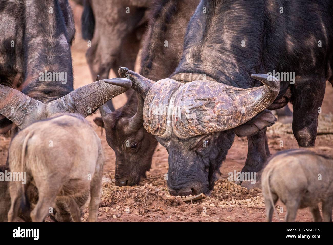 Big African buffalo bull eating Stock Photo - Alamy