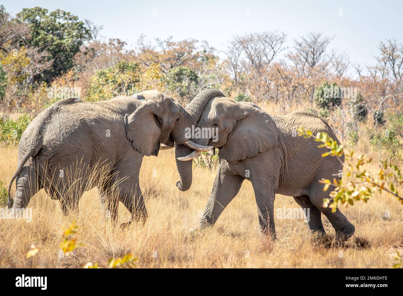 Two big male Elephants playing Stock Photo - Alamy