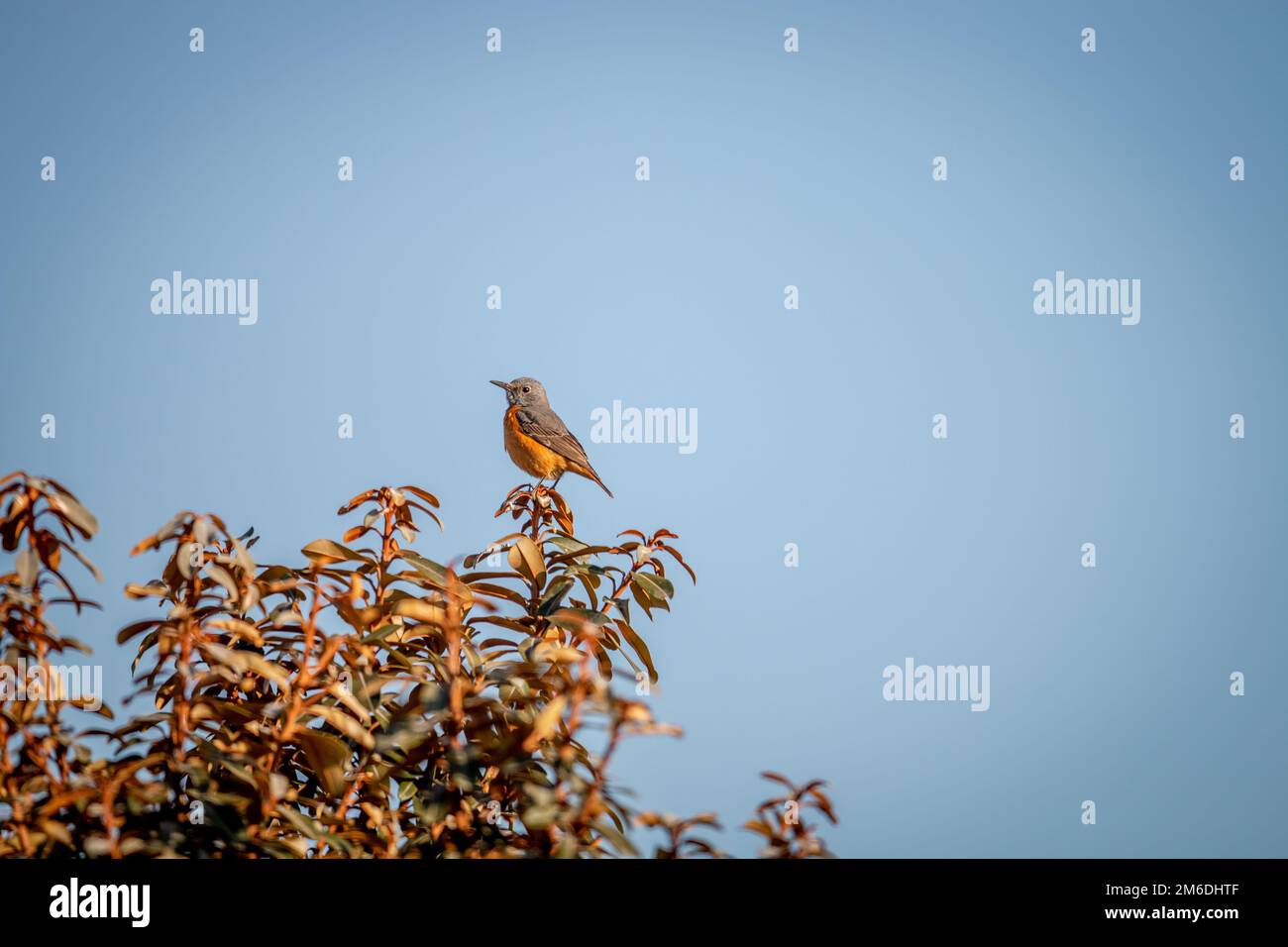 Cape rock trush sitting in a tree Stock Photo - Alamy