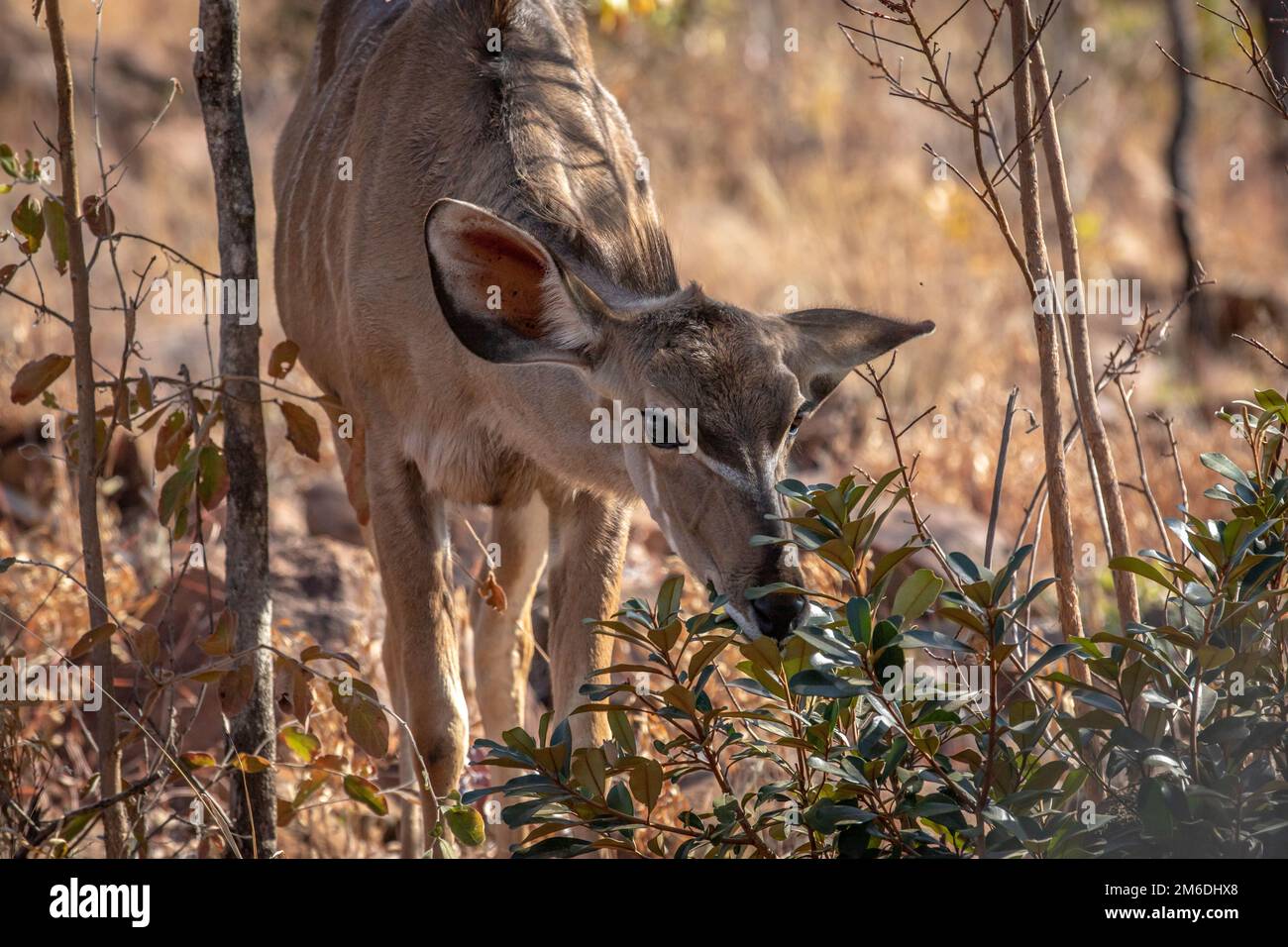 Young female Kudu eating some leaves Stock Photo - Alamy