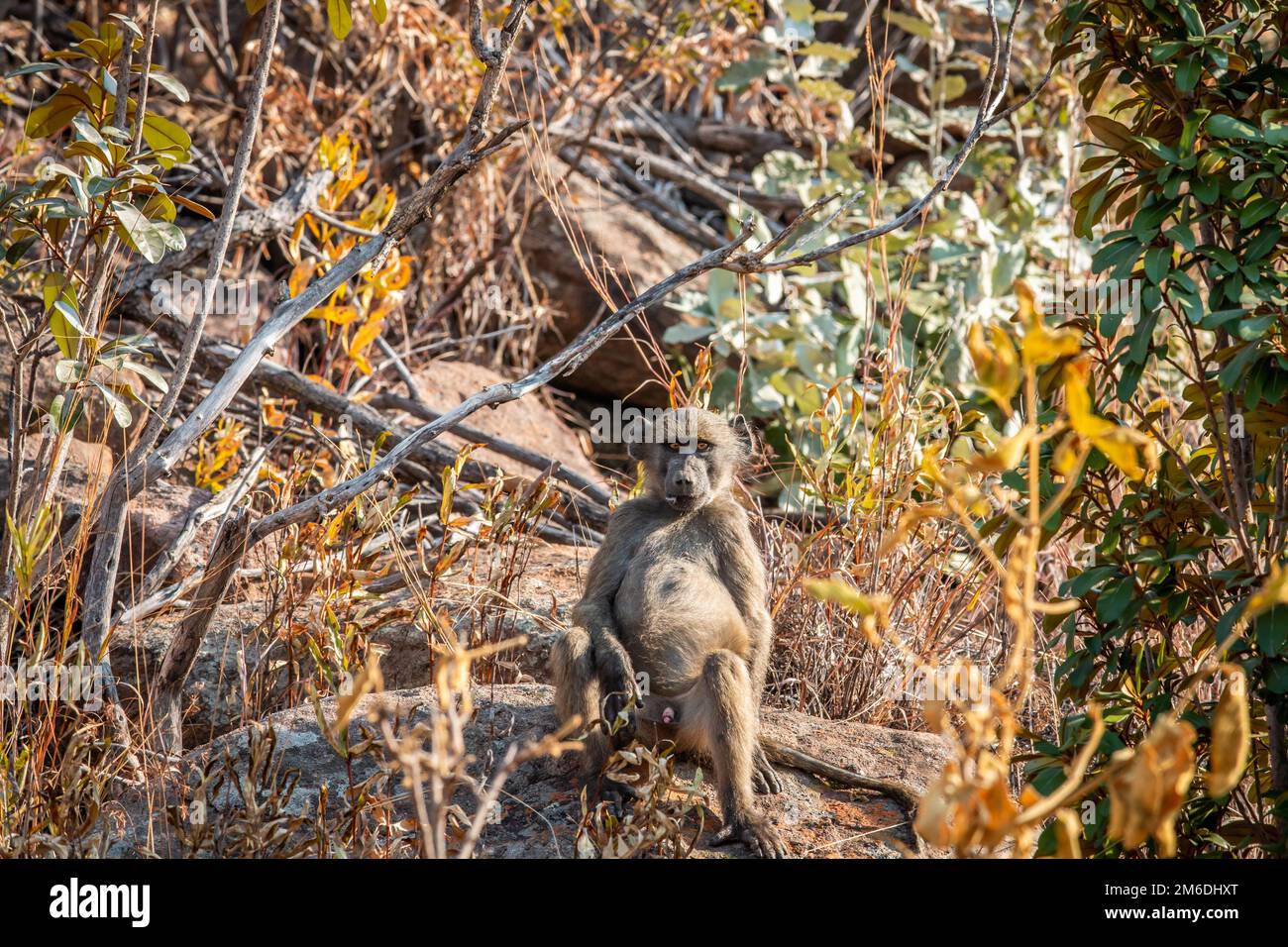 Baboon rock hi-res stock photography and images - Alamy