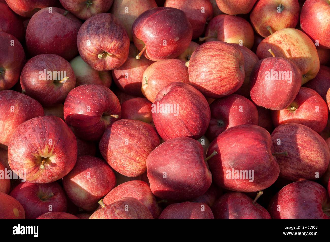 Close up fresh red apple hi-res stock photography and images - Alamy