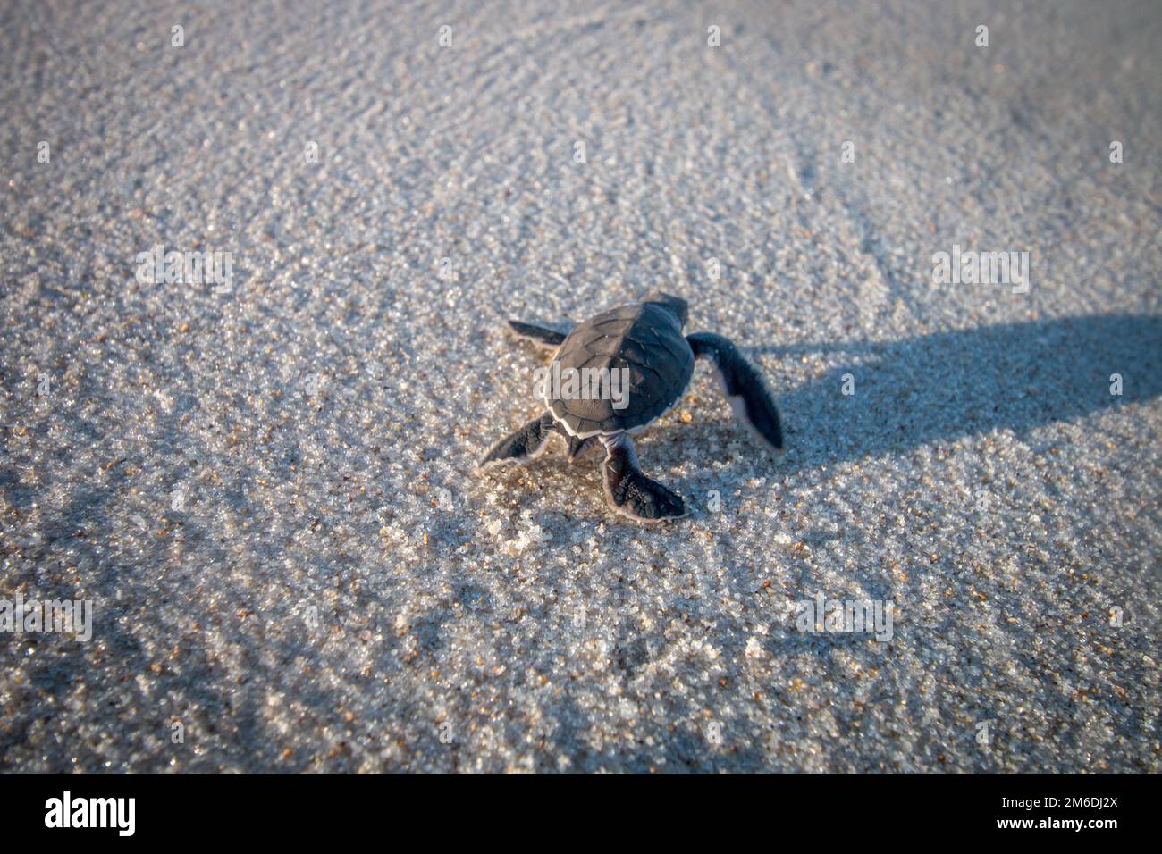 Green sea turtle hatchling on the beach Stock Photo - Alamy