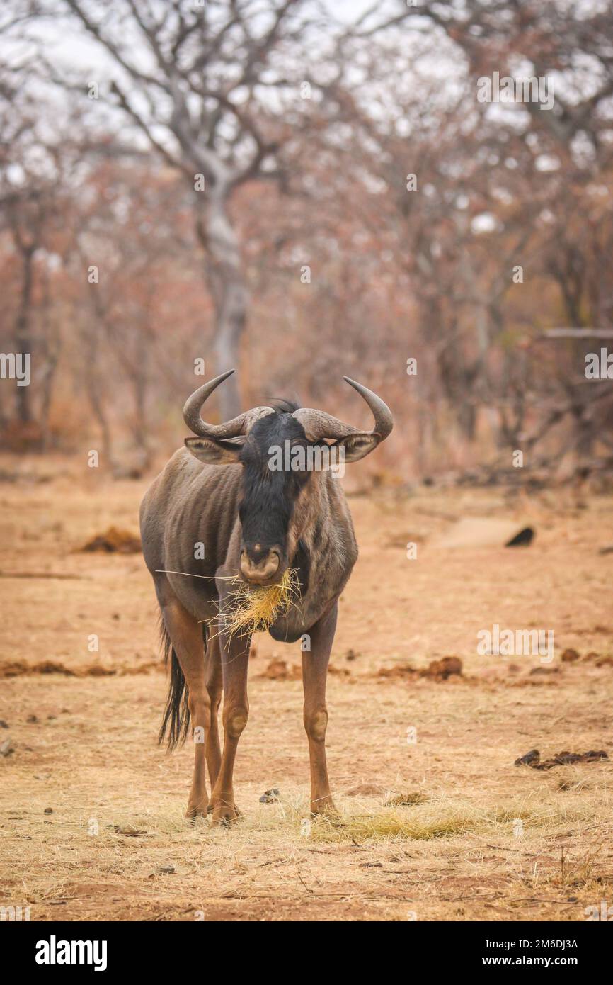 Blue wildebeest eating grass hi-res stock photography and images - Alamy