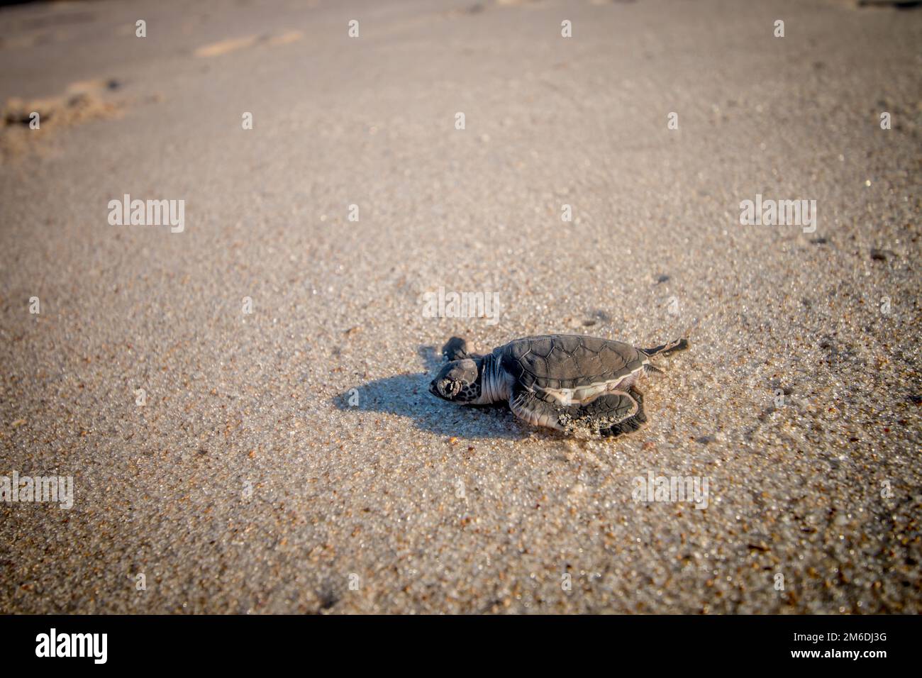 Green sea turtle hatchling on the beach Stock Photo - Alamy