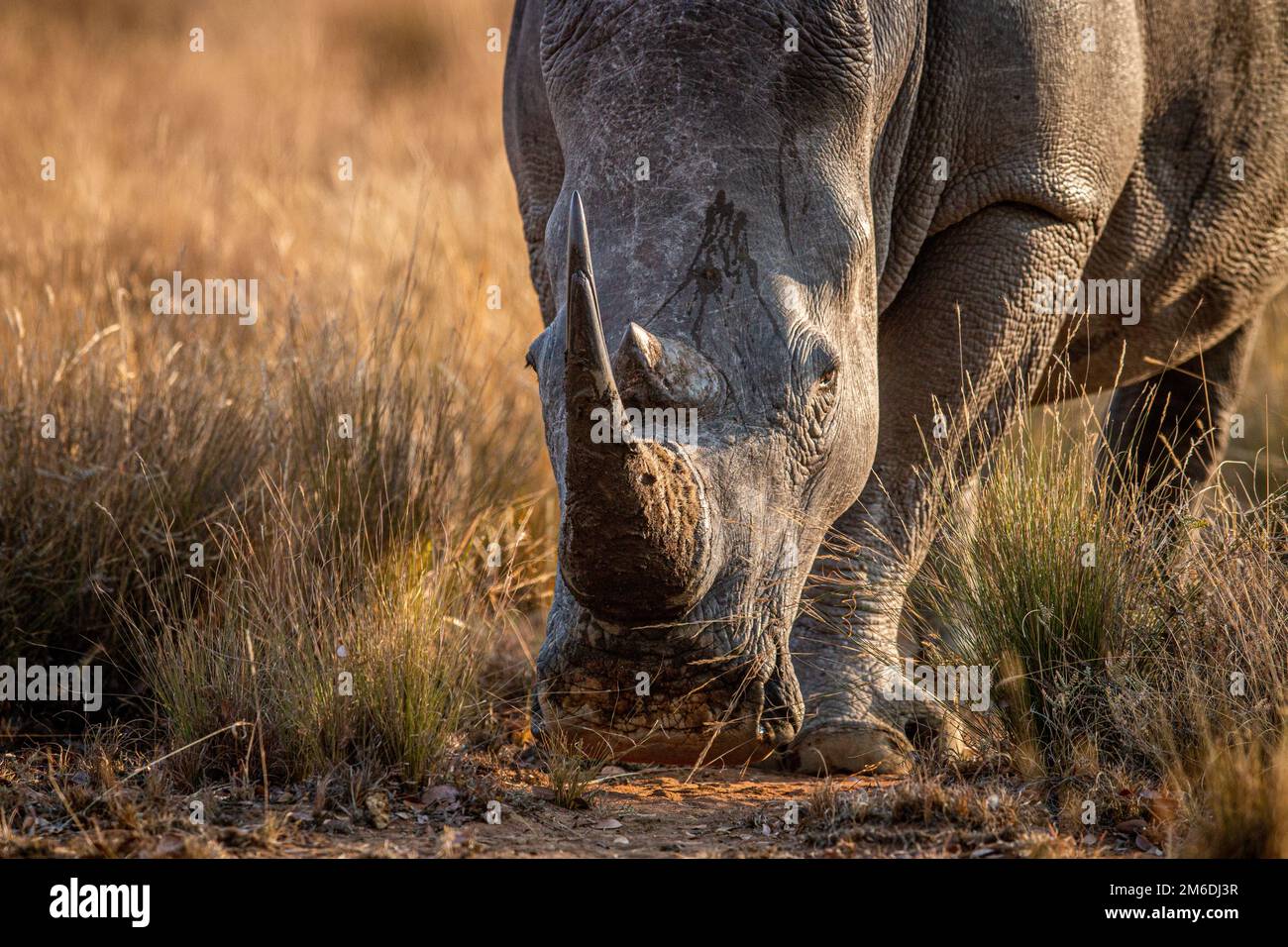 Rhino head hi-res stock photography and images - Alamy