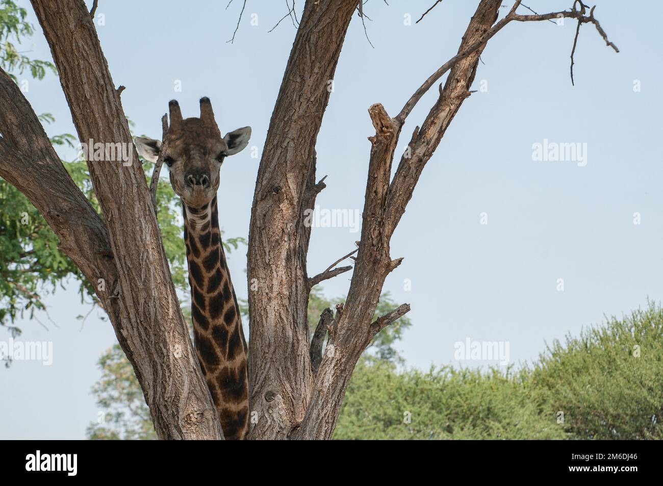 Giraffe behind tree hi-res stock photography and images - Alamy