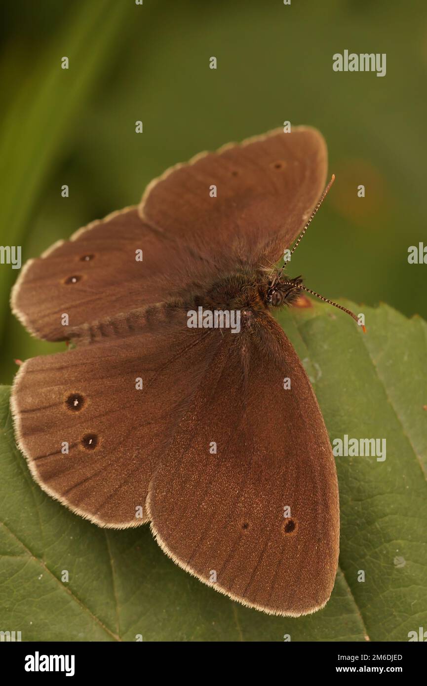 Natural vertical closeup of the brown ringlet butterfly, Aphantopus ...