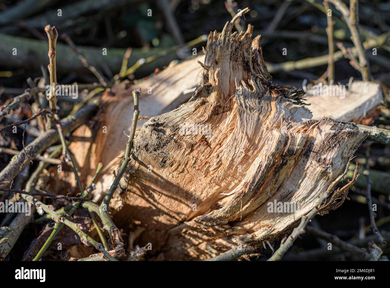Broken tree structure closeup texture Stock Photo - Alamy