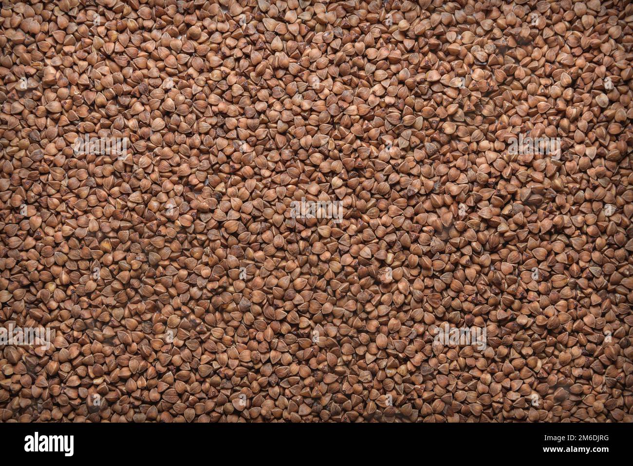 Buckwheat grain. Close-up, full screen Stock Photo - Alamy