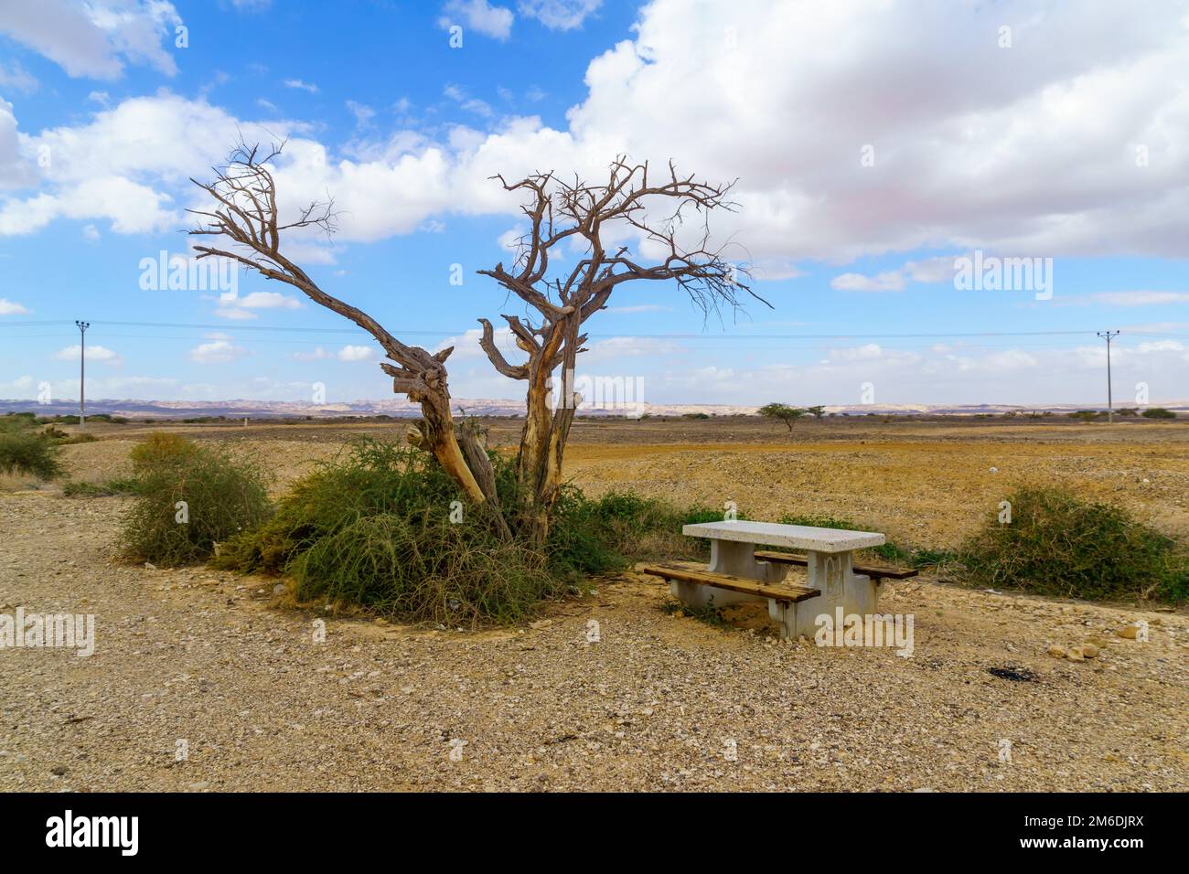 Winter view of desert landscape, dry acacia tree, and a picnic table ...