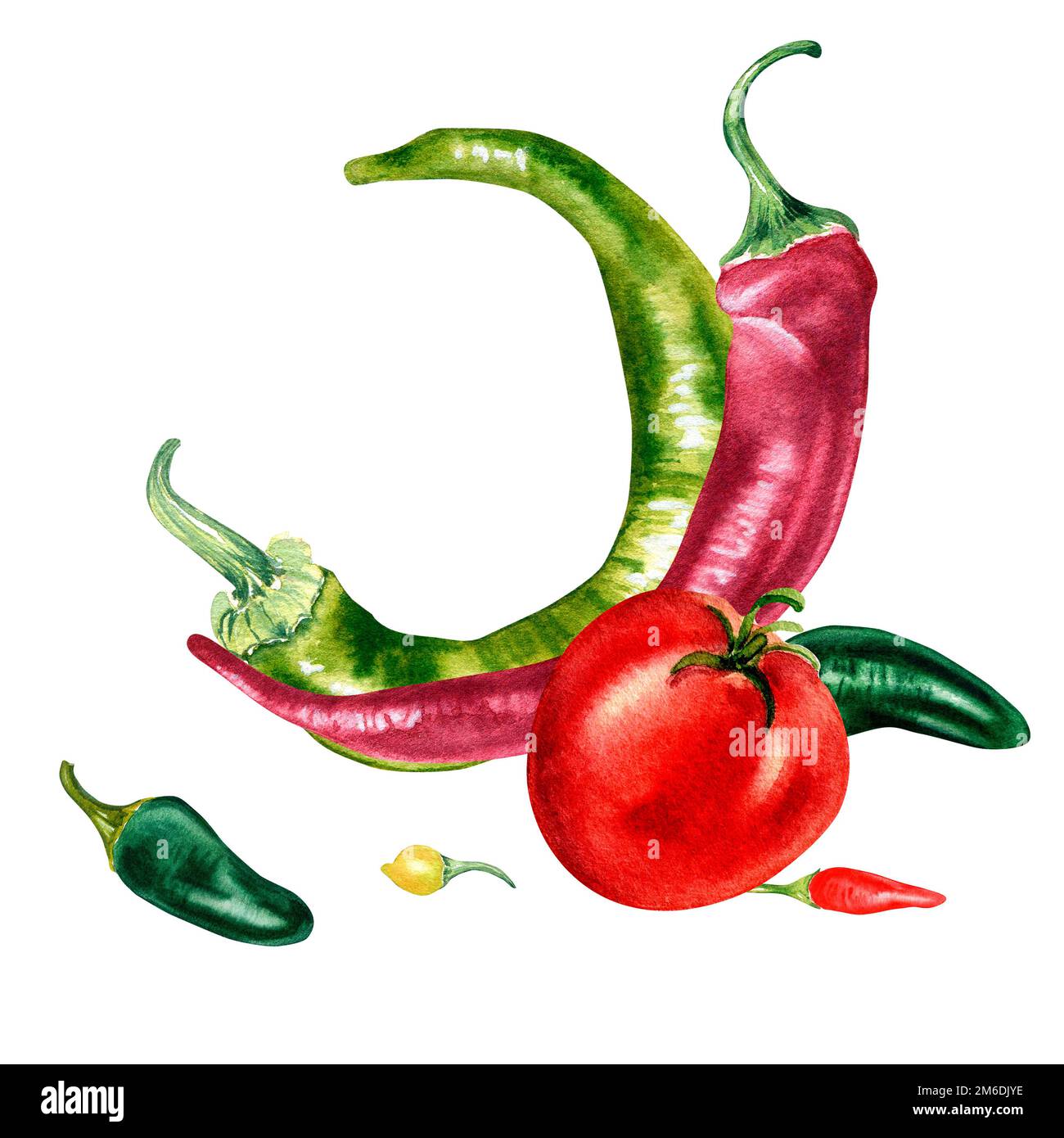Chili hot peppers and tomatoes watercolor composition isolated on white ...