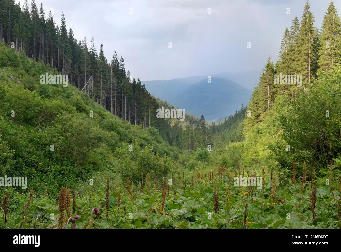 Massif carpathians hi-res stock photography and images - Alamy