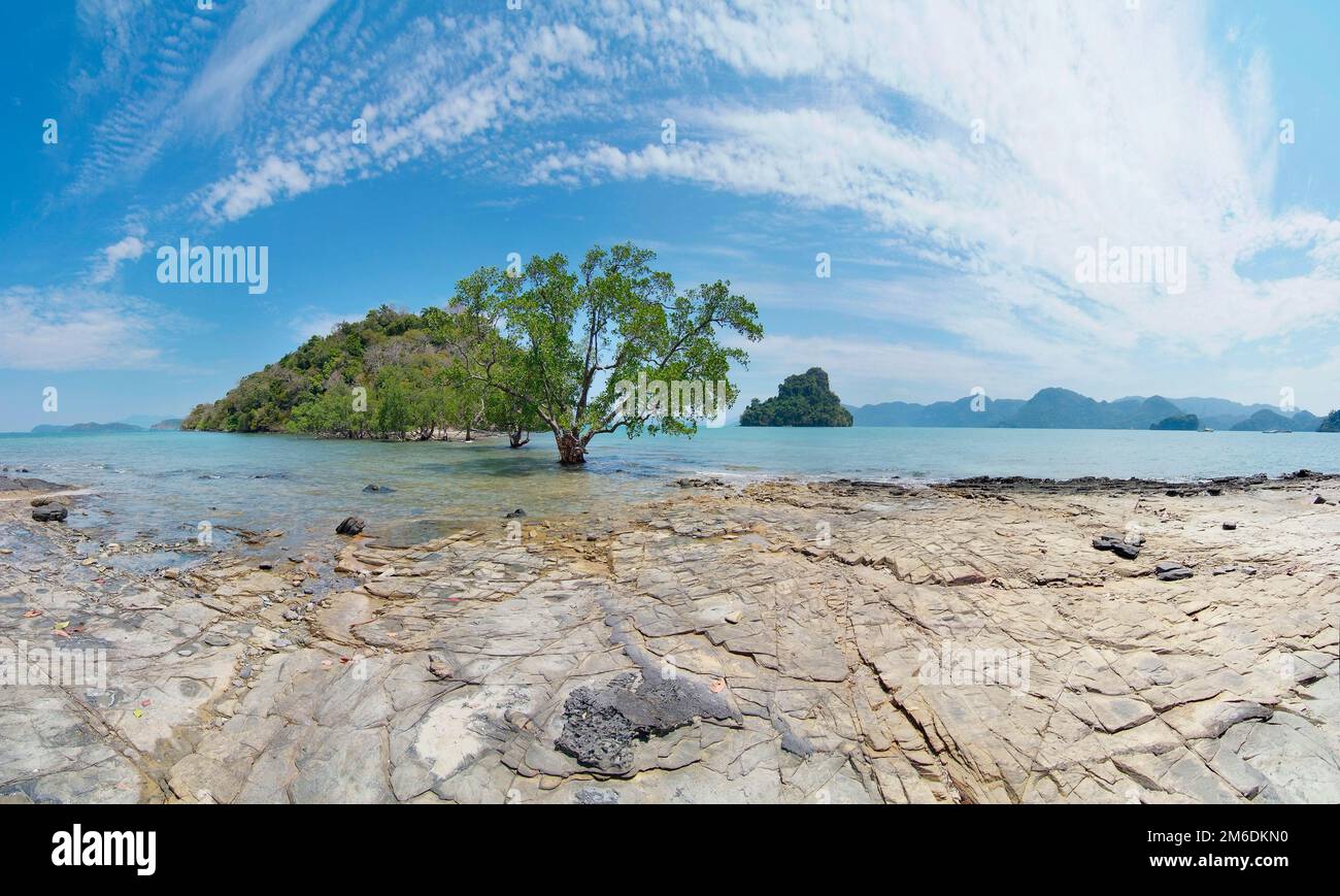 Beautiful forest trees small hi-res stock photography and images - Alamy