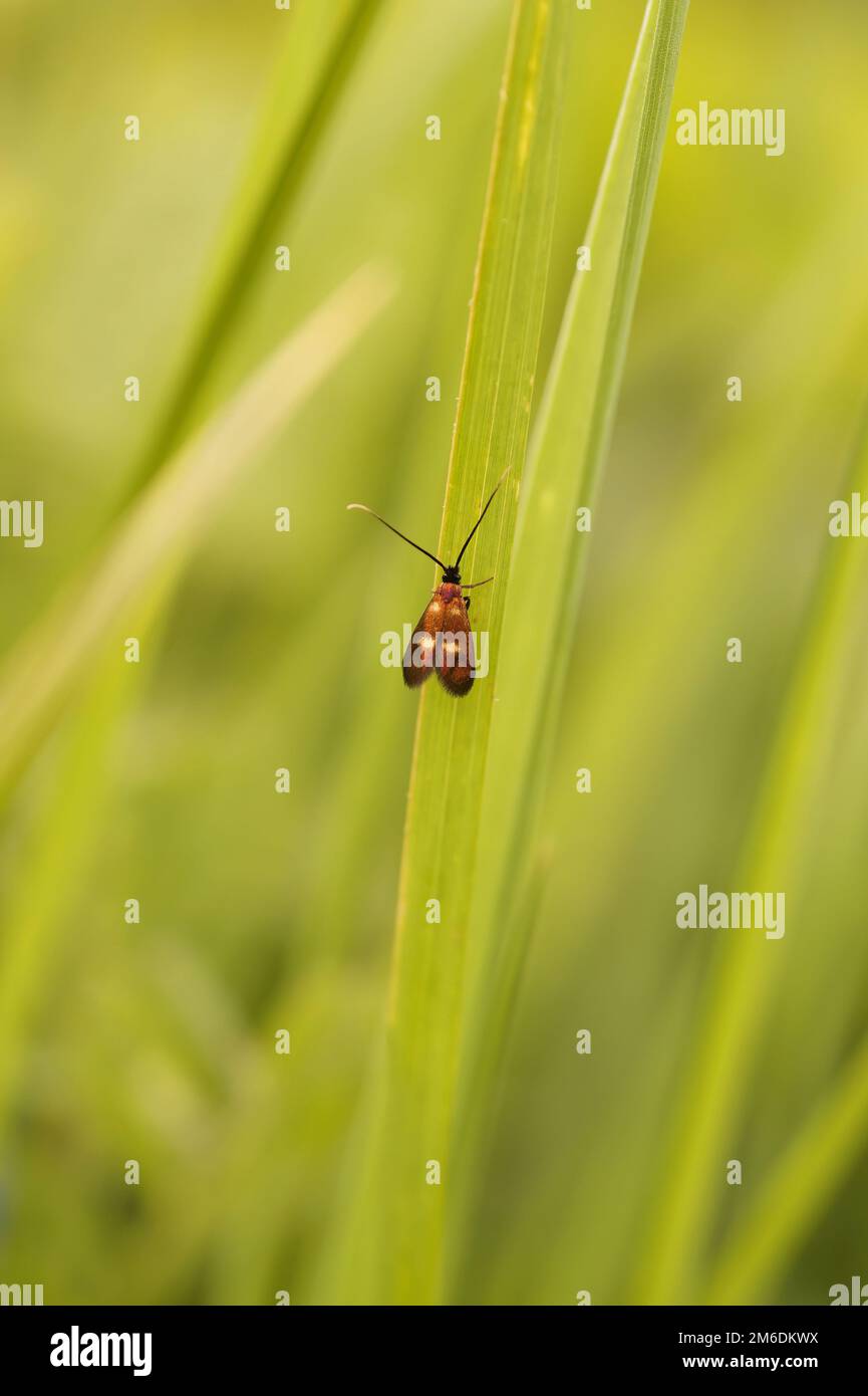 Natural vertical closeup on the rare Little longhorn micro moth ...