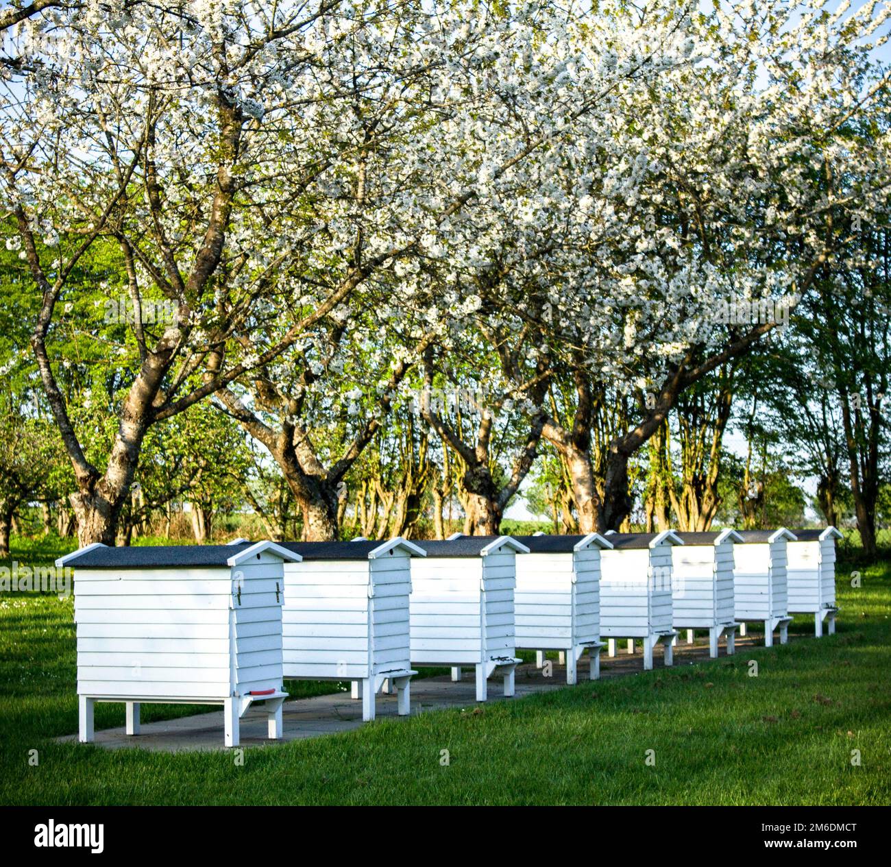The old beehives Stock Photo - Alamy