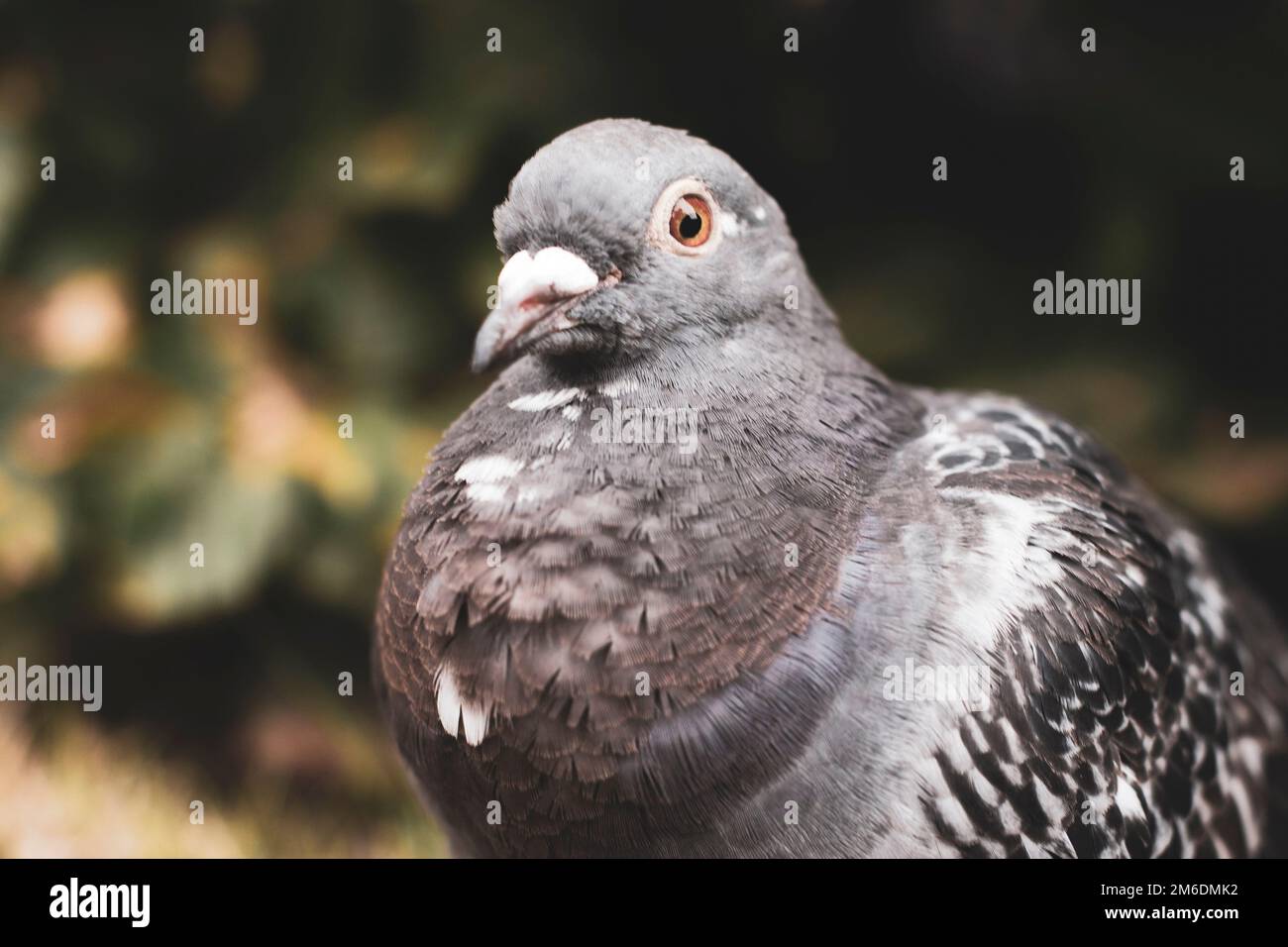 pigeon close-up from side Stock Photo - Alamy