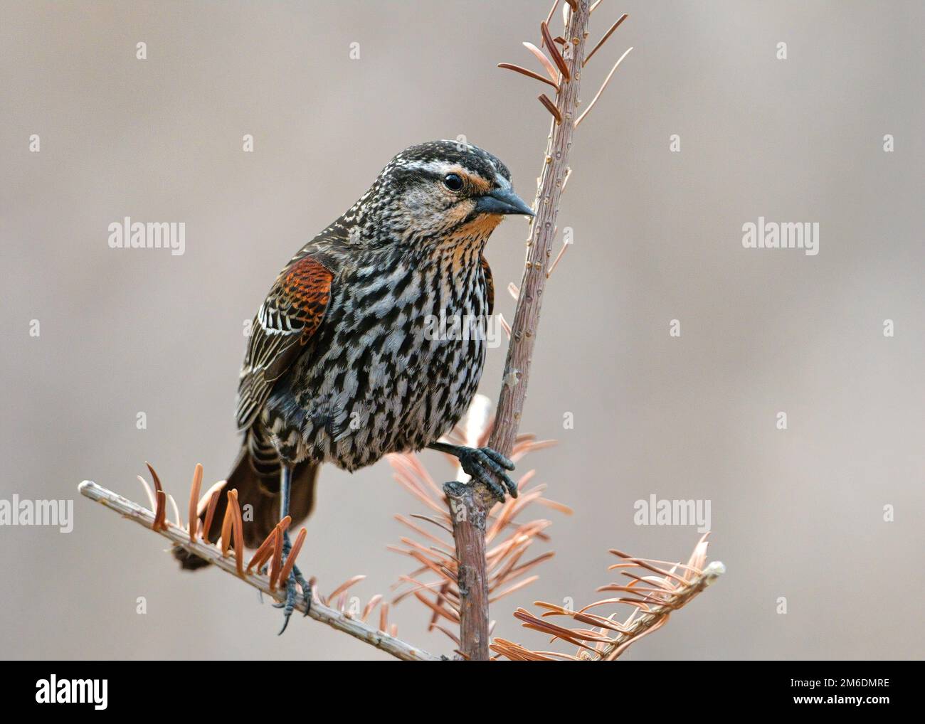 A red-wing bird standing on small tree branches on a sunny day with ...