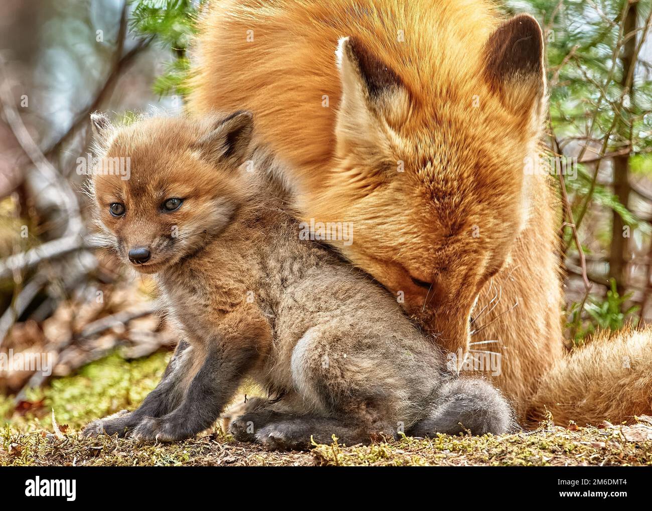 A red fox mother grooming her kit in the woods on a sunny day with blur ...