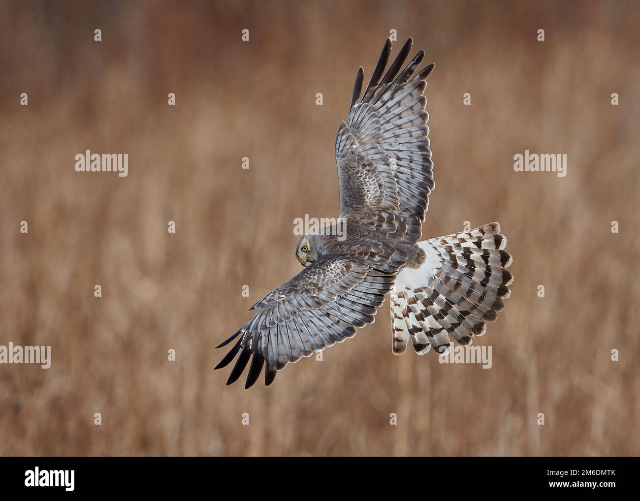 Ring tailed hawk hi-res stock photography and images - Alamy