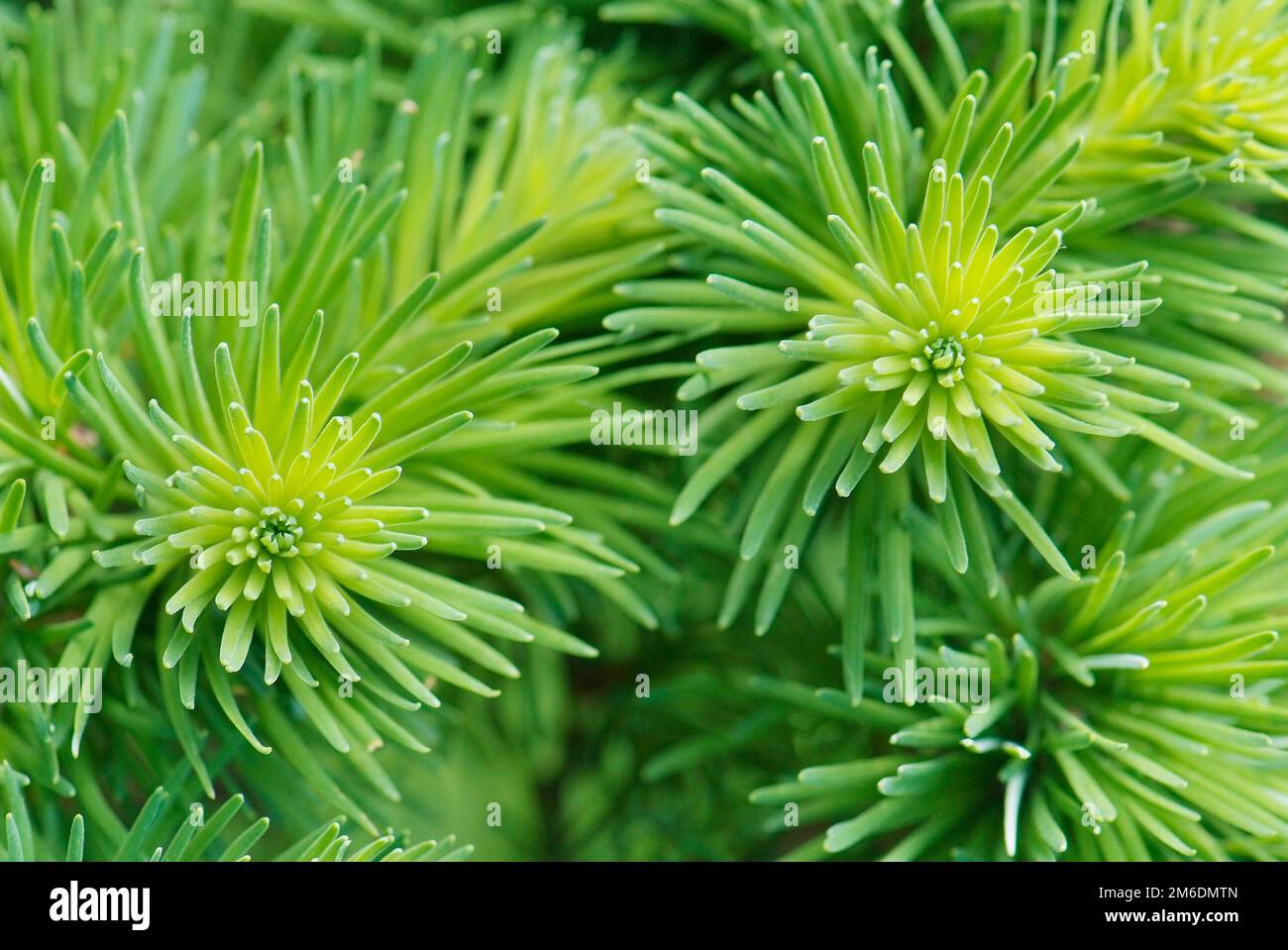Close up young needles of Larix kaempferi Stock Photo - Alamy