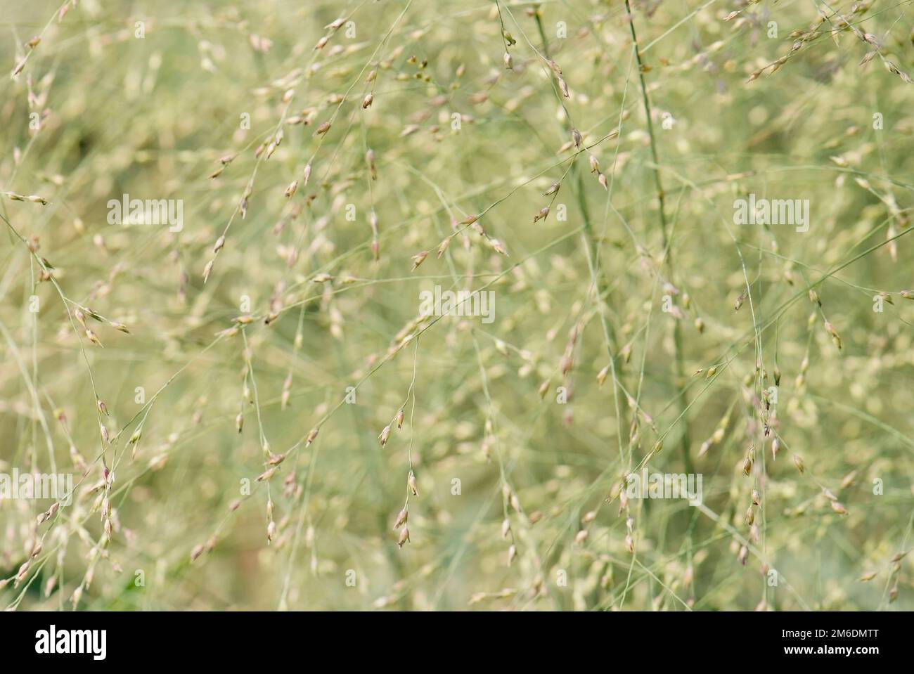 Gentle stems hi-res stock photography and images - Alamy