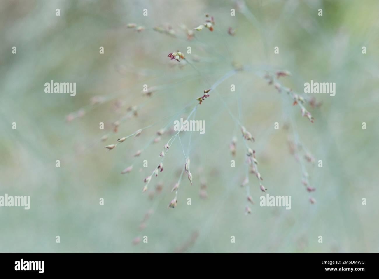 Texture of the leaves and stems of grasses Stock Photo - Alamy