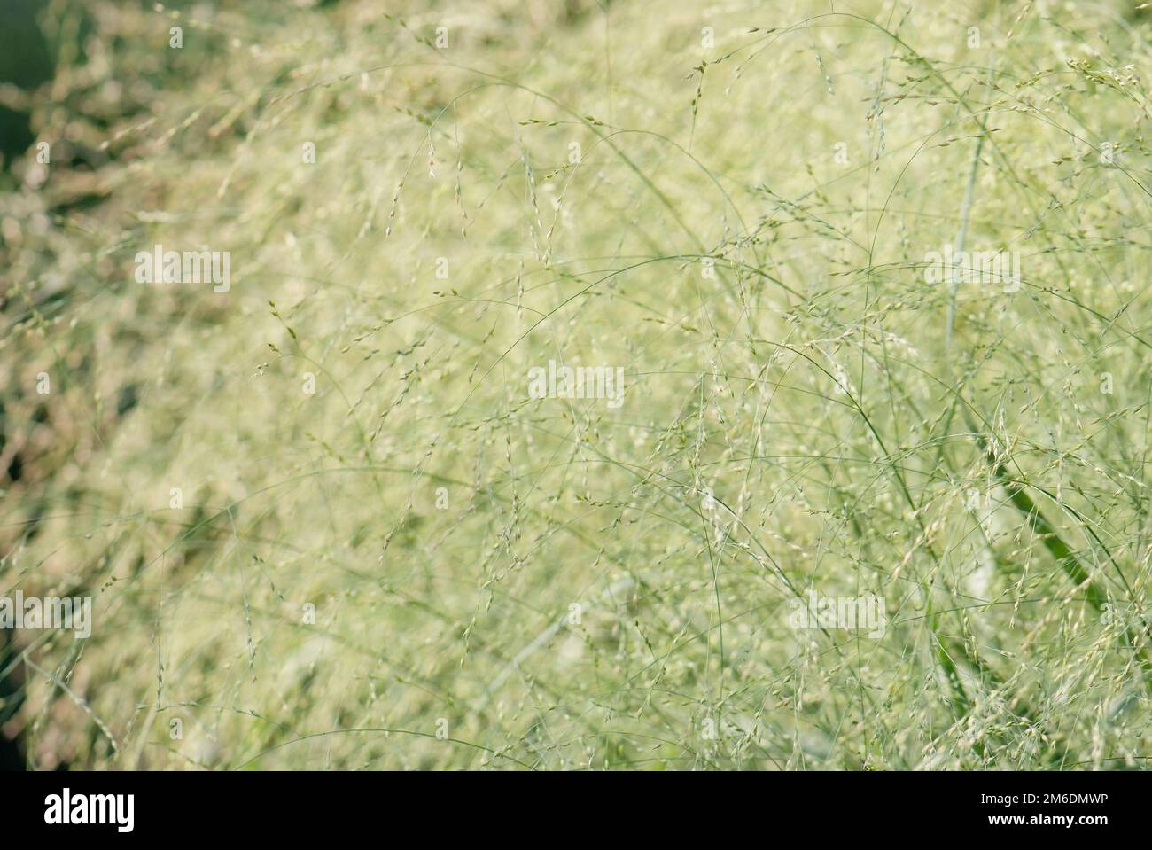 Texture of stems hi-res stock photography and images - Alamy