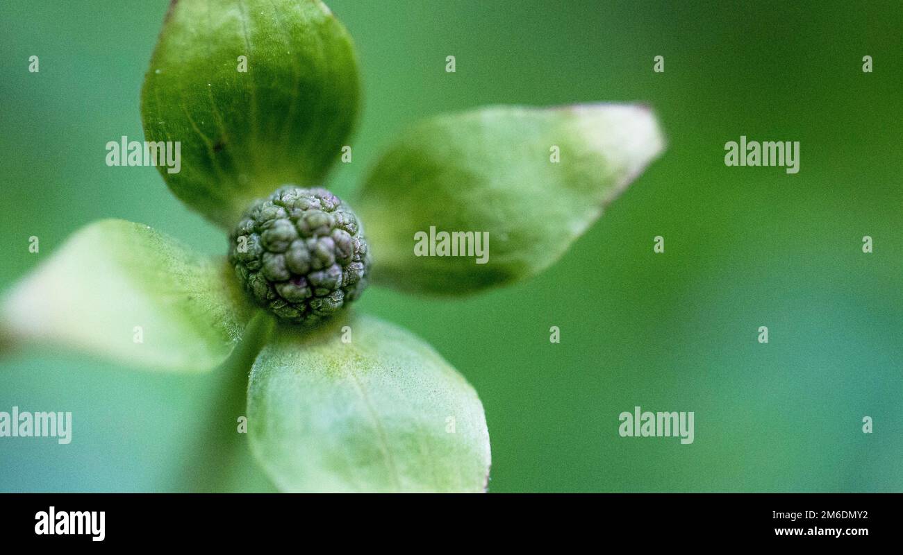 The green plant Stock Photo - Alamy