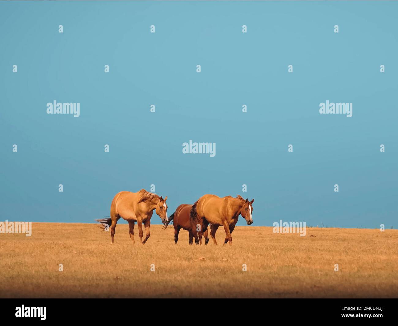 Horses small hi-res stock photography and images - Alamy