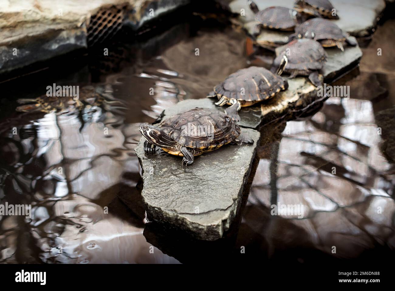 Home turtles hi-res stock photography and images - Alamy