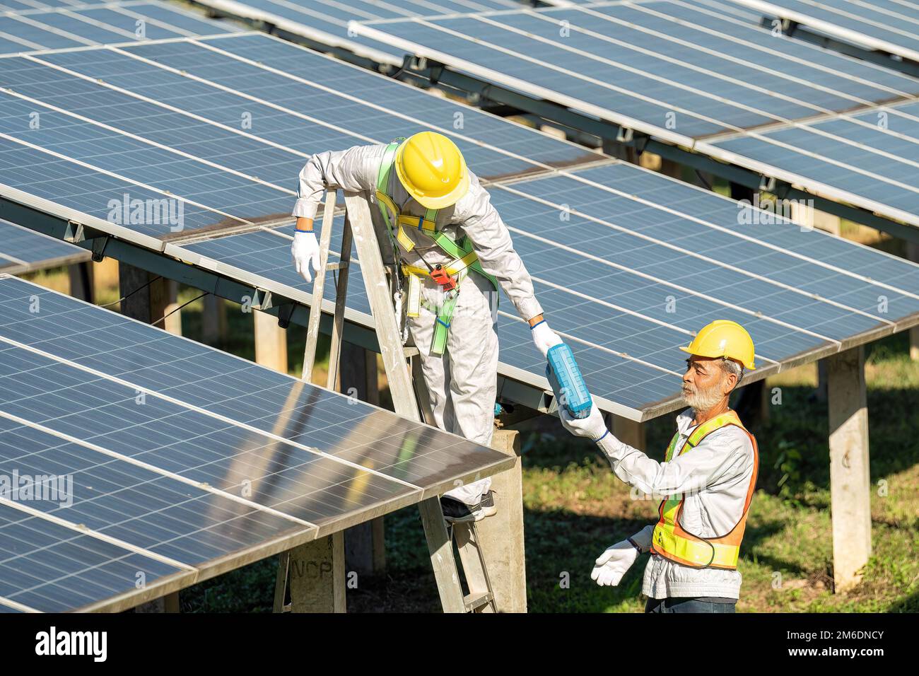 In village greenery tree maintenance engineer as team carry ladder ...