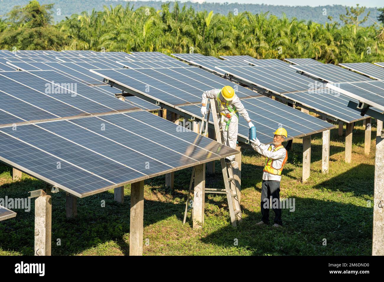 In village greenery tree maintenance engineer as team carry ladder ...