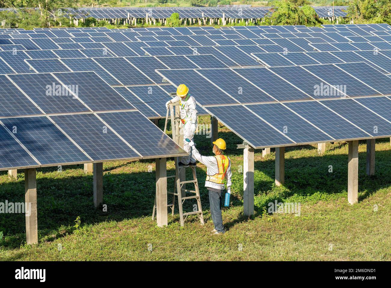 In village greenery tree maintenance engineer as team carry ladder ...
