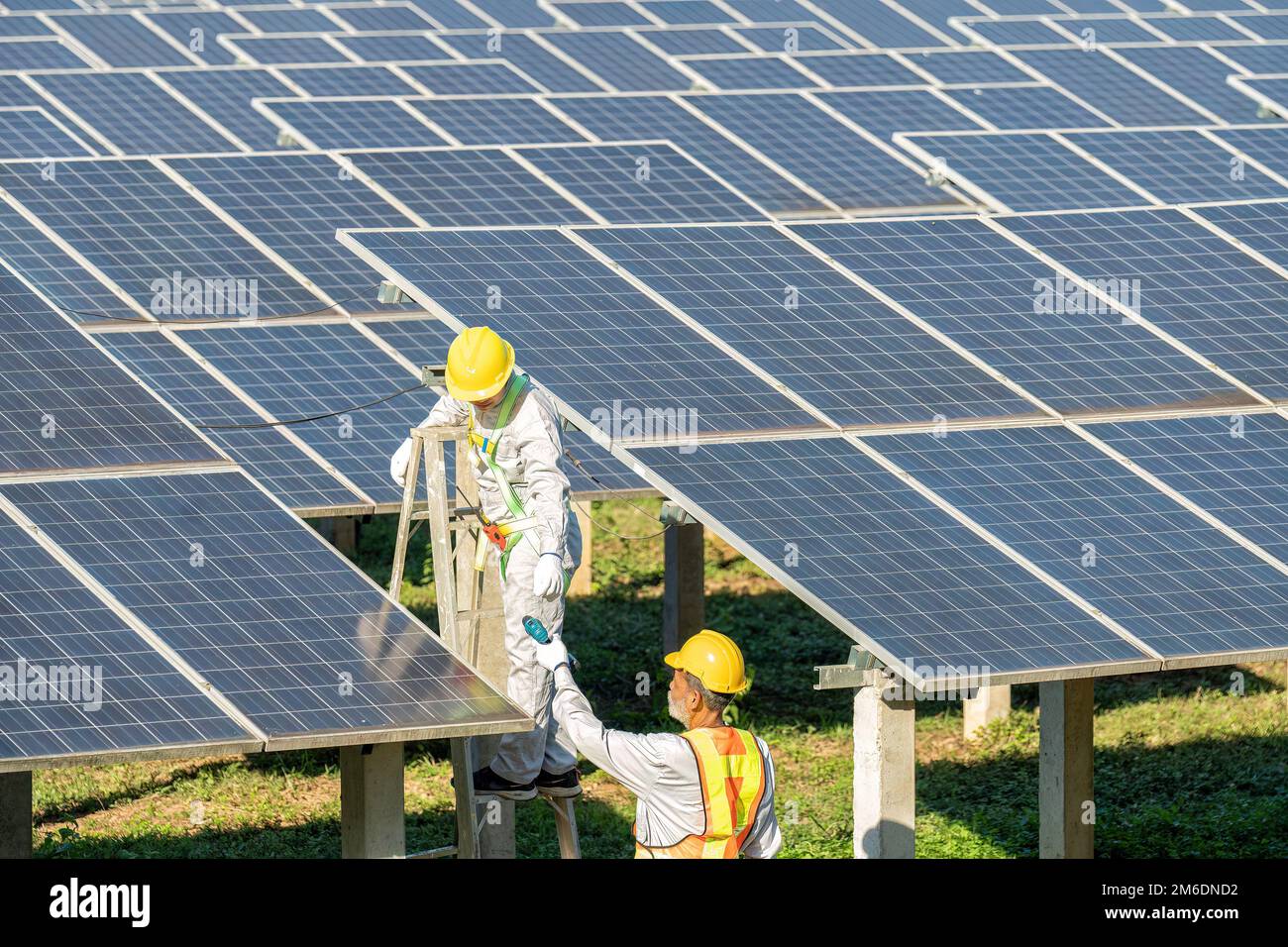 In village greenery tree maintenance engineer as team carry ladder ...
