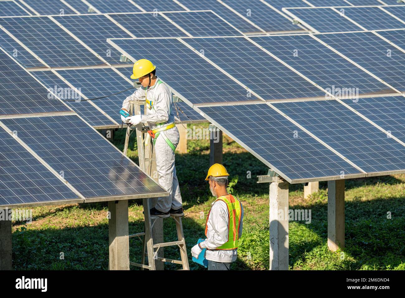 In village greenery tree maintenance engineer as team carry ladder ...