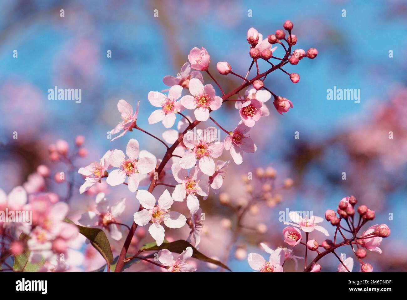 Close up flowering branch of bird-cherry tree Stock Photo - Alamy