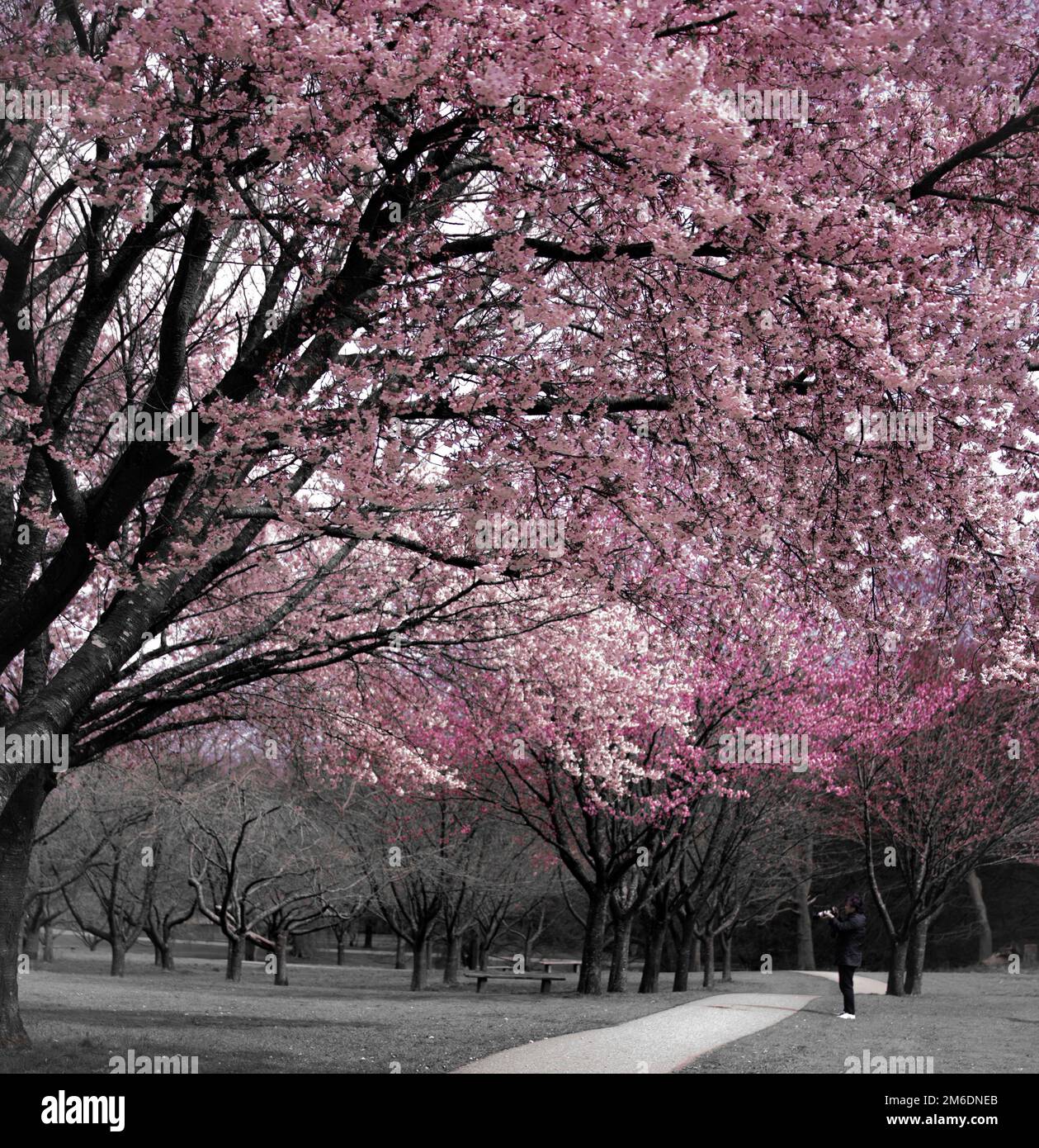 The Japanese Cherry Tree Stock Photo - Alamy
