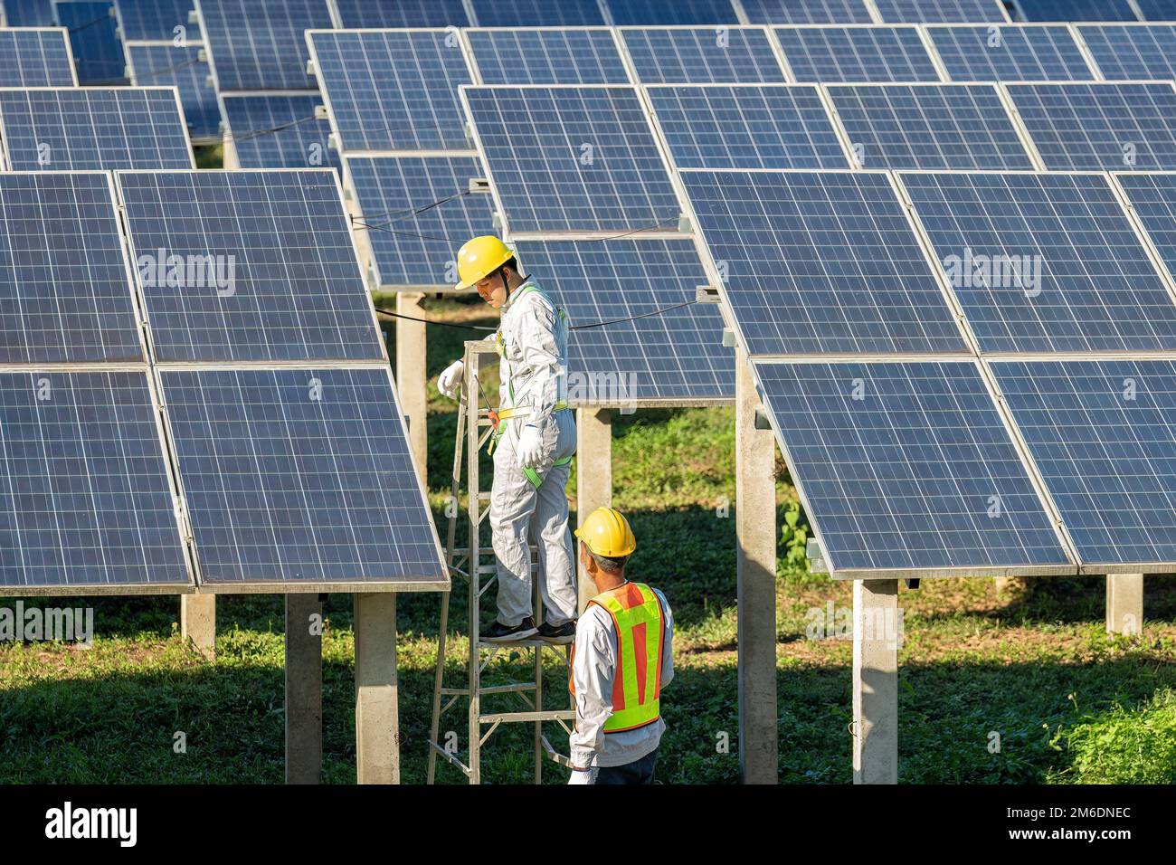 In village greenery tree maintenance engineer as team carry ladder ...