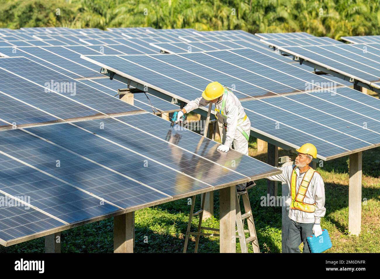 In village greenery tree maintenance engineer as team carry ladder ...