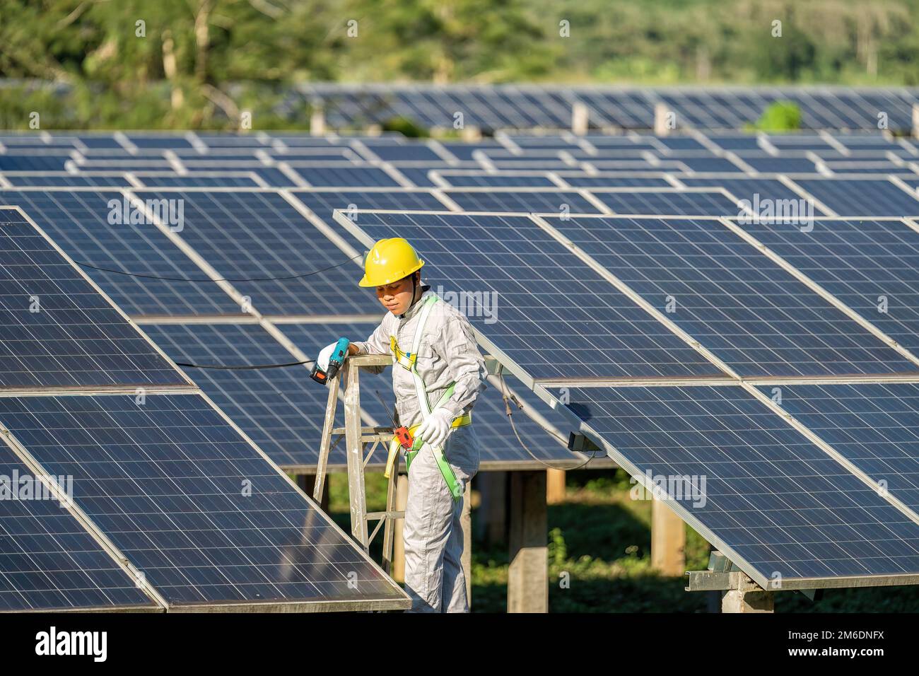 In village greenery tree maintenance engineer as team carry ladder ...